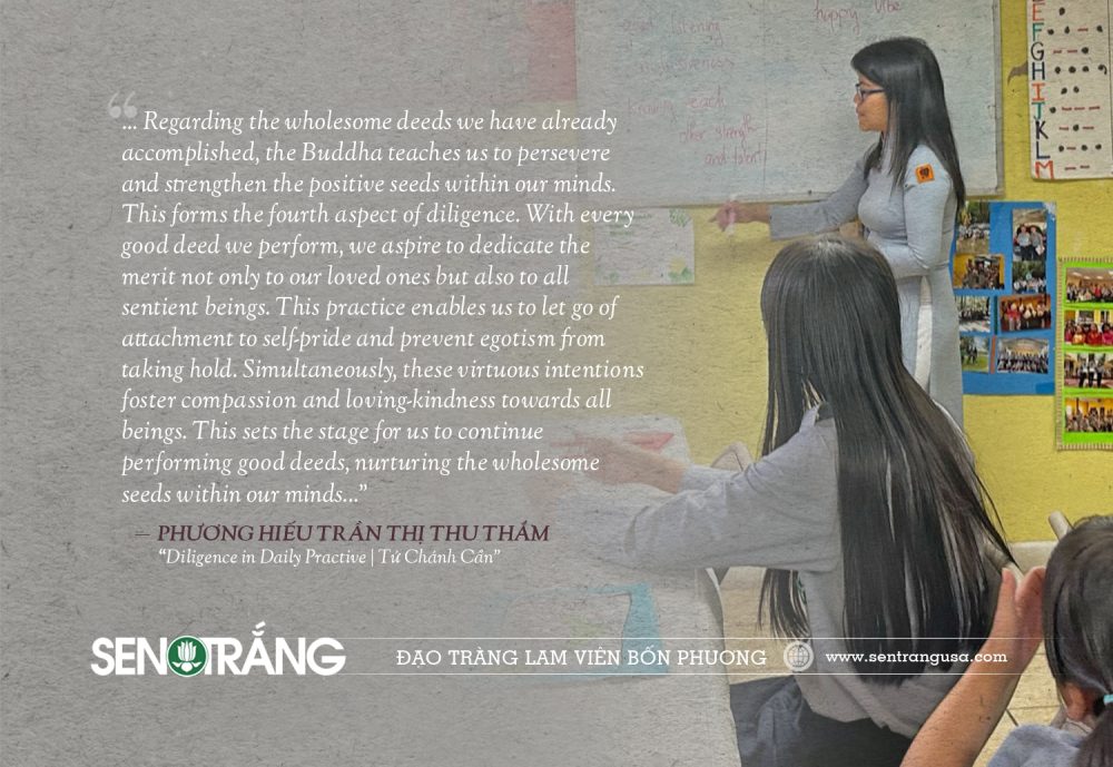 PHUONG HIEU 2 – Sen Trắng